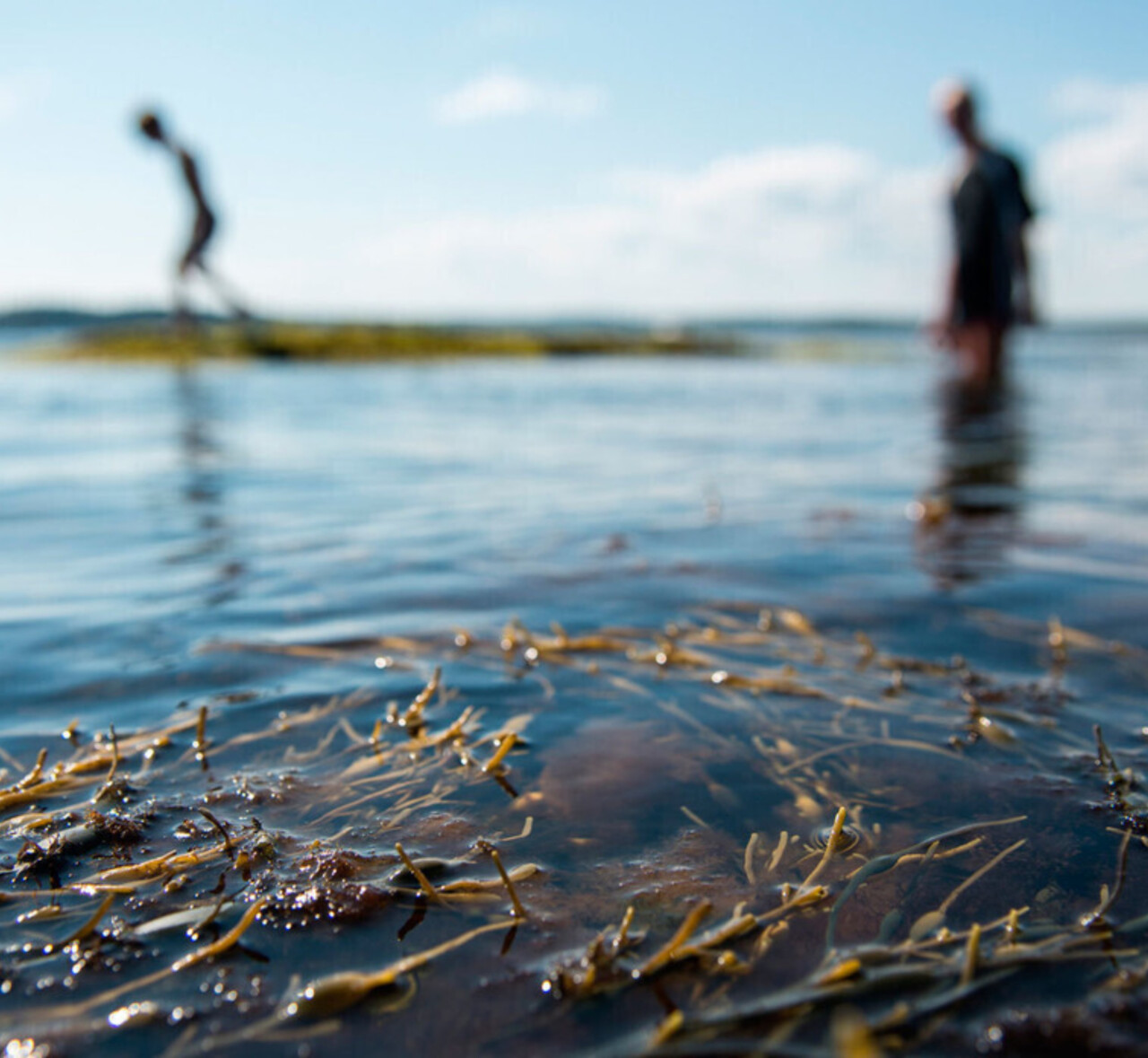Welcome | Cape Cod Regional STEM Network